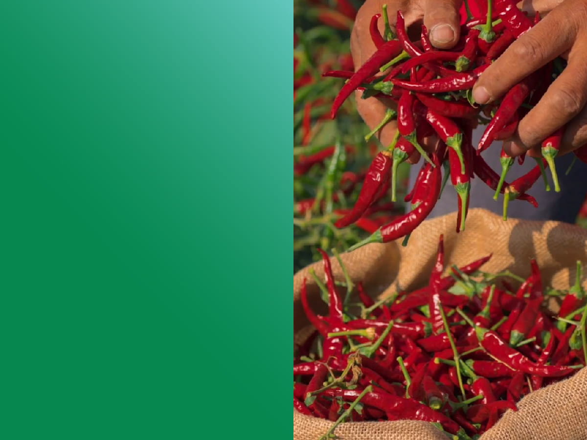 Planet | McCormick & Company