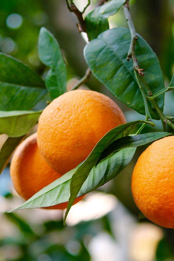 Giotti, Your Natural Flavor House: Citrus Fuits Extracts and Natural ...