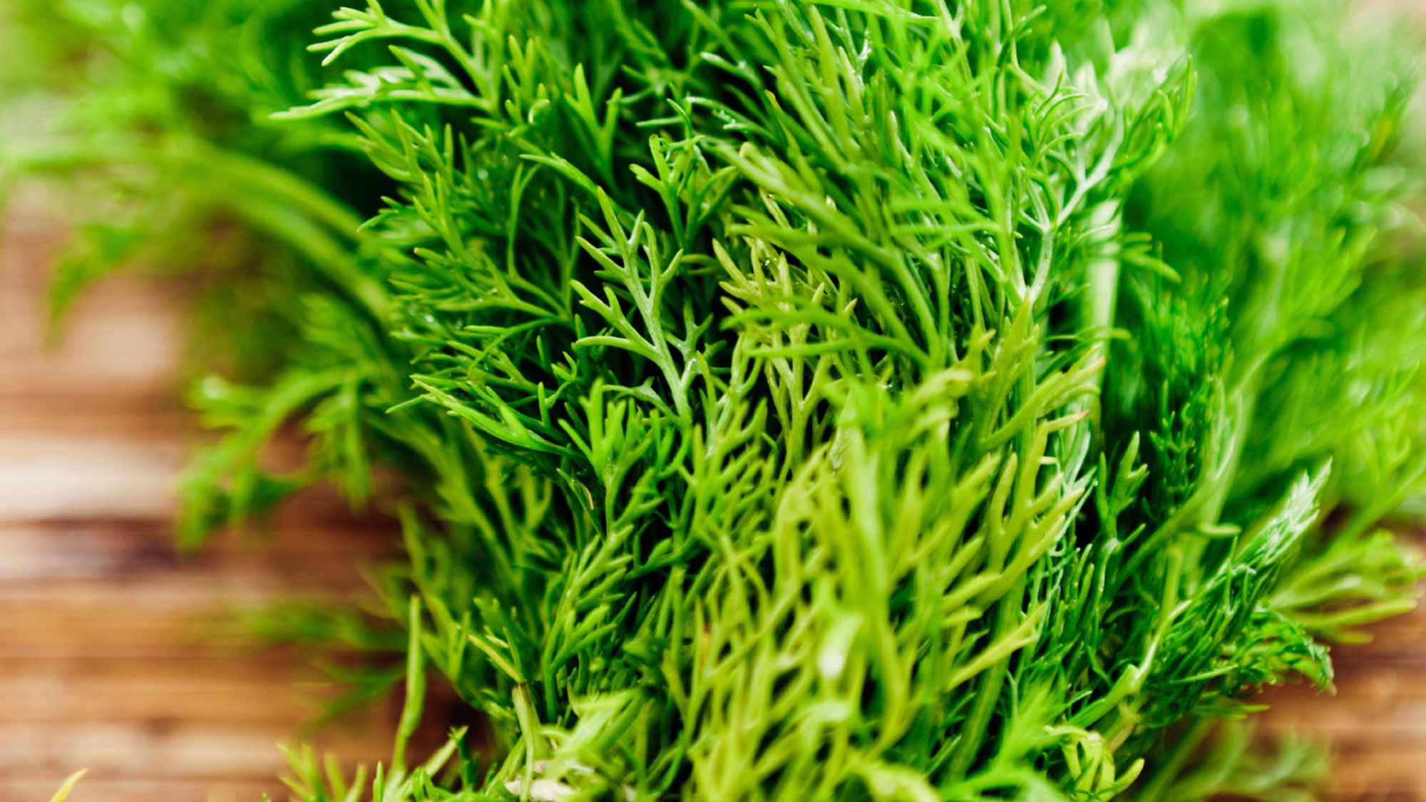 Marar | Descopera aromele lumii| Kamis