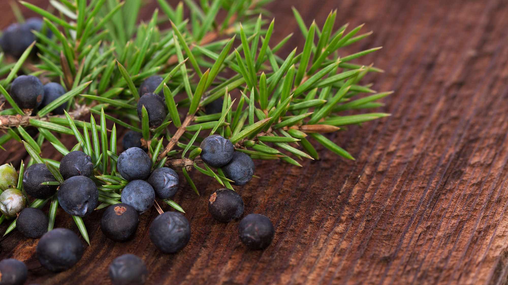 Zimbro | Origem | Margao