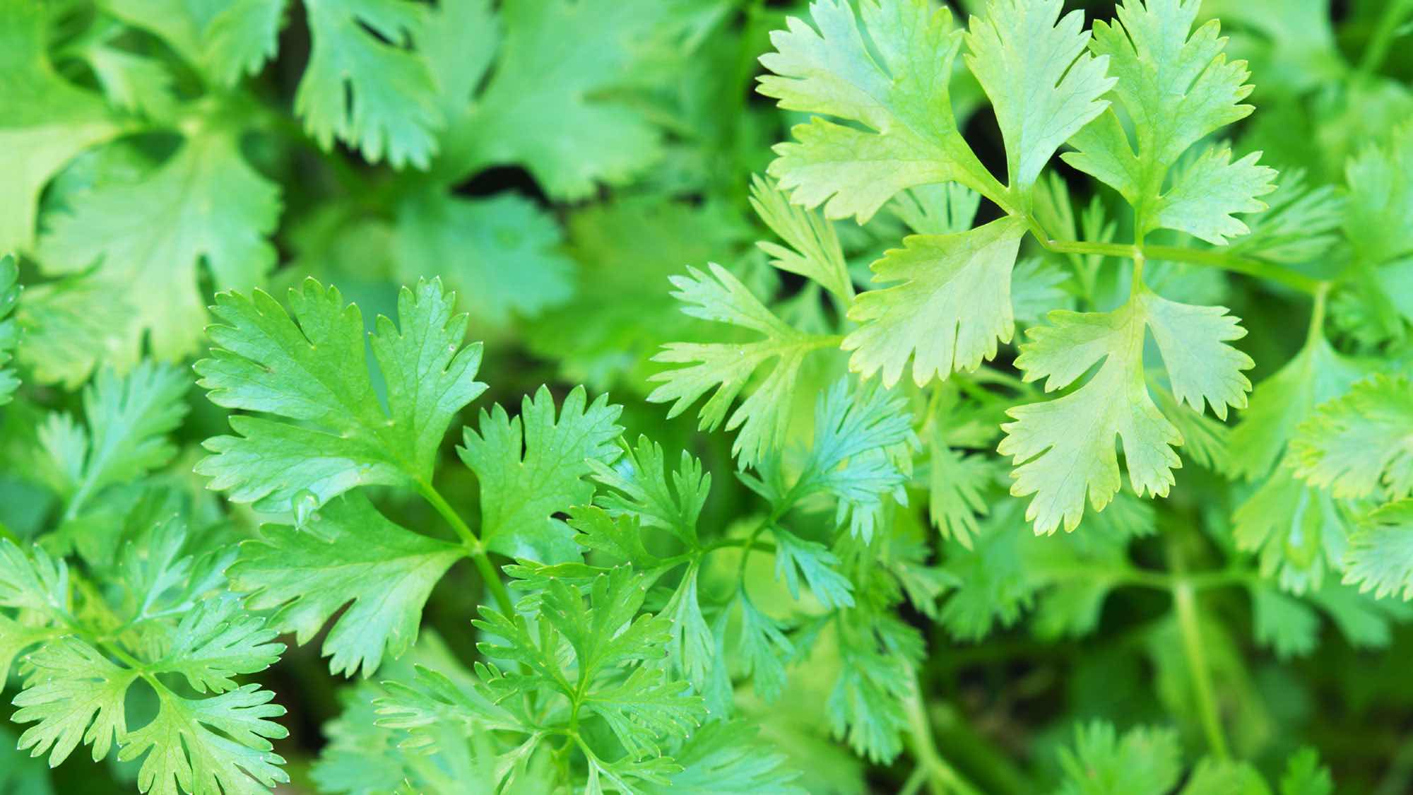 Graine de coriandre | Origine | Butty