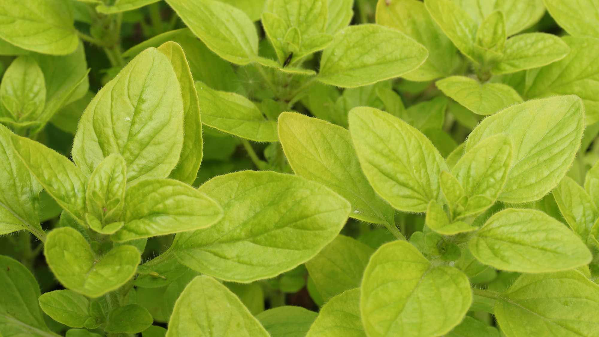 Majoran | Herkunft | McCormick