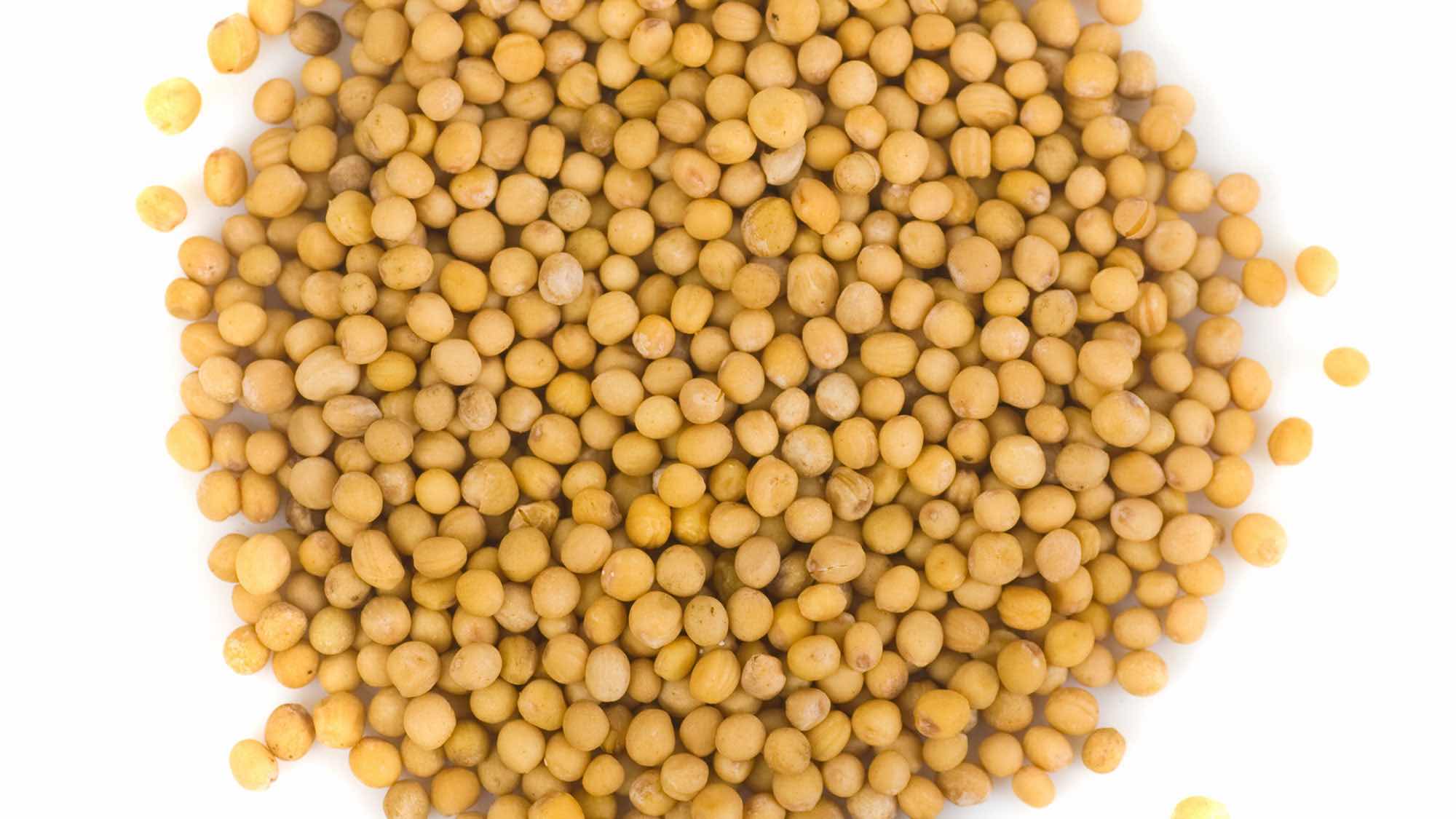 Graine de Moutarde | Origine | Butty