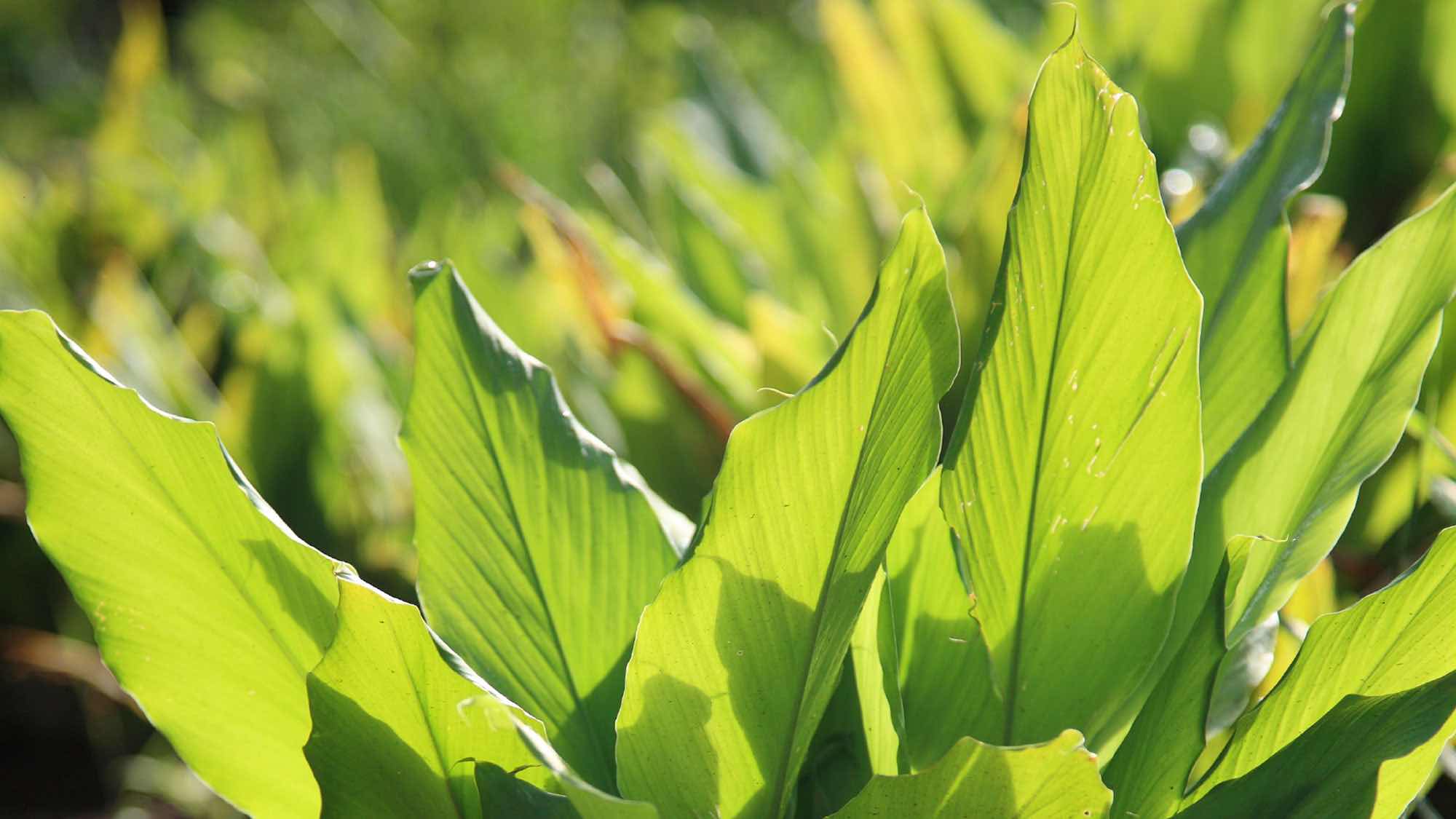 Curcuma | Origine | McCormick