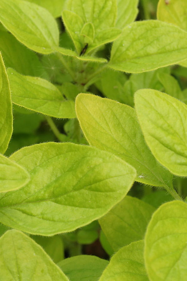 Majoran | Herkunft | McCormick