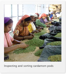 Cardamom | McCormick Flavour Solutions