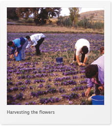 Saffron | McCormick Flavour Solutions