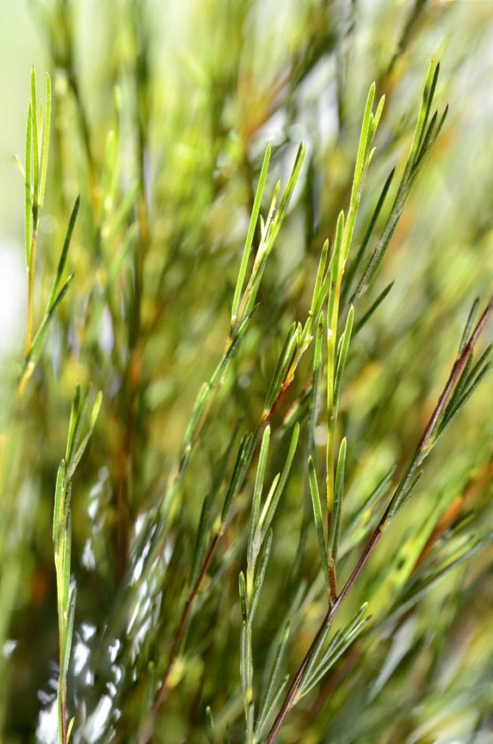 Flavor Insight: Rooibos