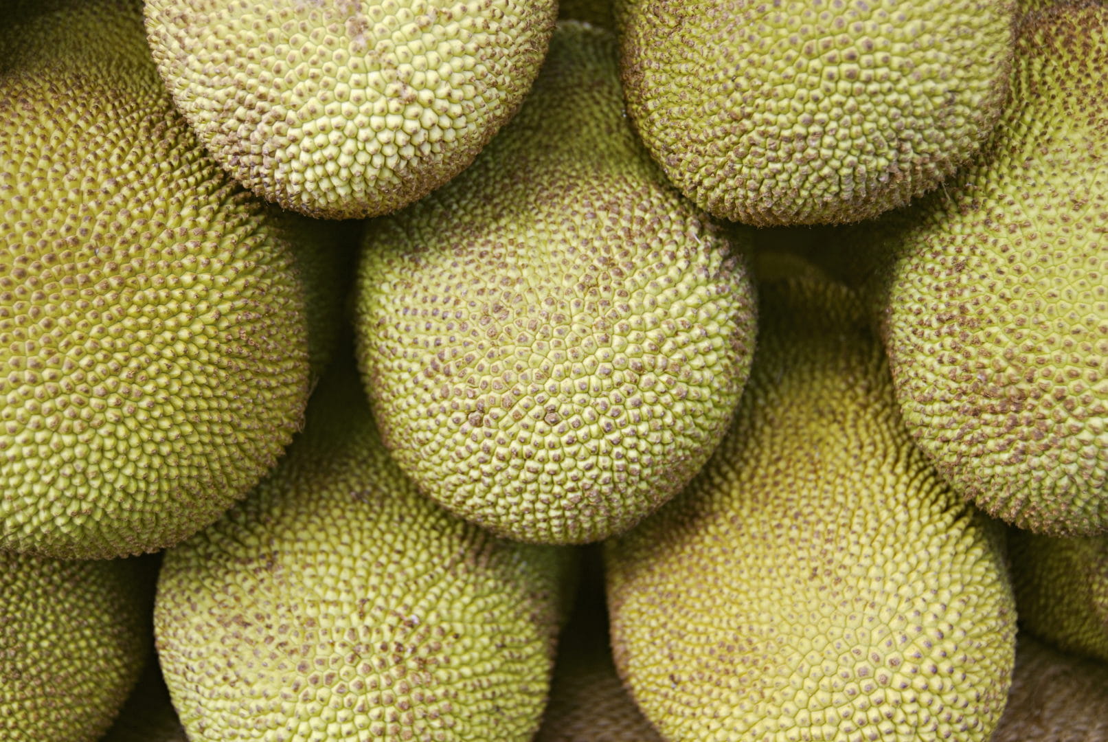 Breadfruit Jackfruit Species National Tropical Botanical Garden