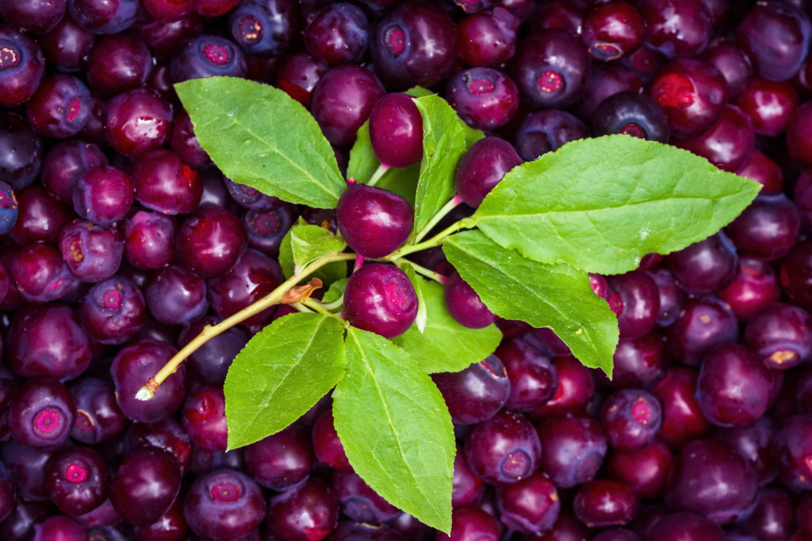 Flavor Insight Report: Huckleberry